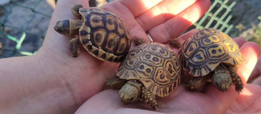 “Namakwaland”, a poem by DJ Opperman – Cape Crawl